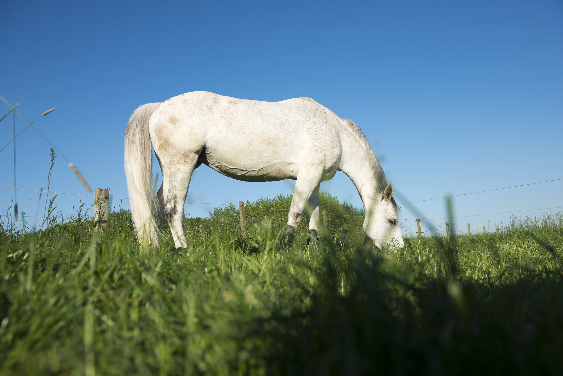jentraine_mon_cheval_au_pré_03 | J'entraîne mon cheval