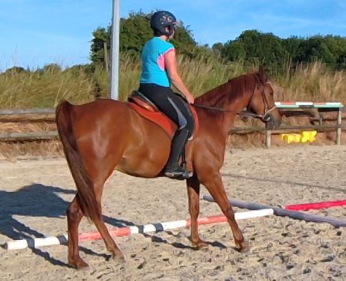 jentrainemoncheval-apprendre le reculer | J'entraîne mon cheval